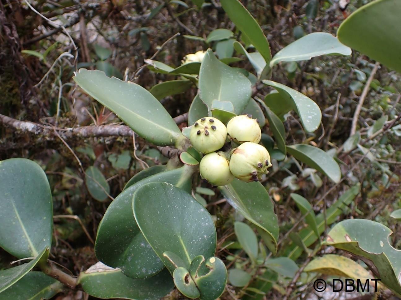 Jardines de Leymebamba